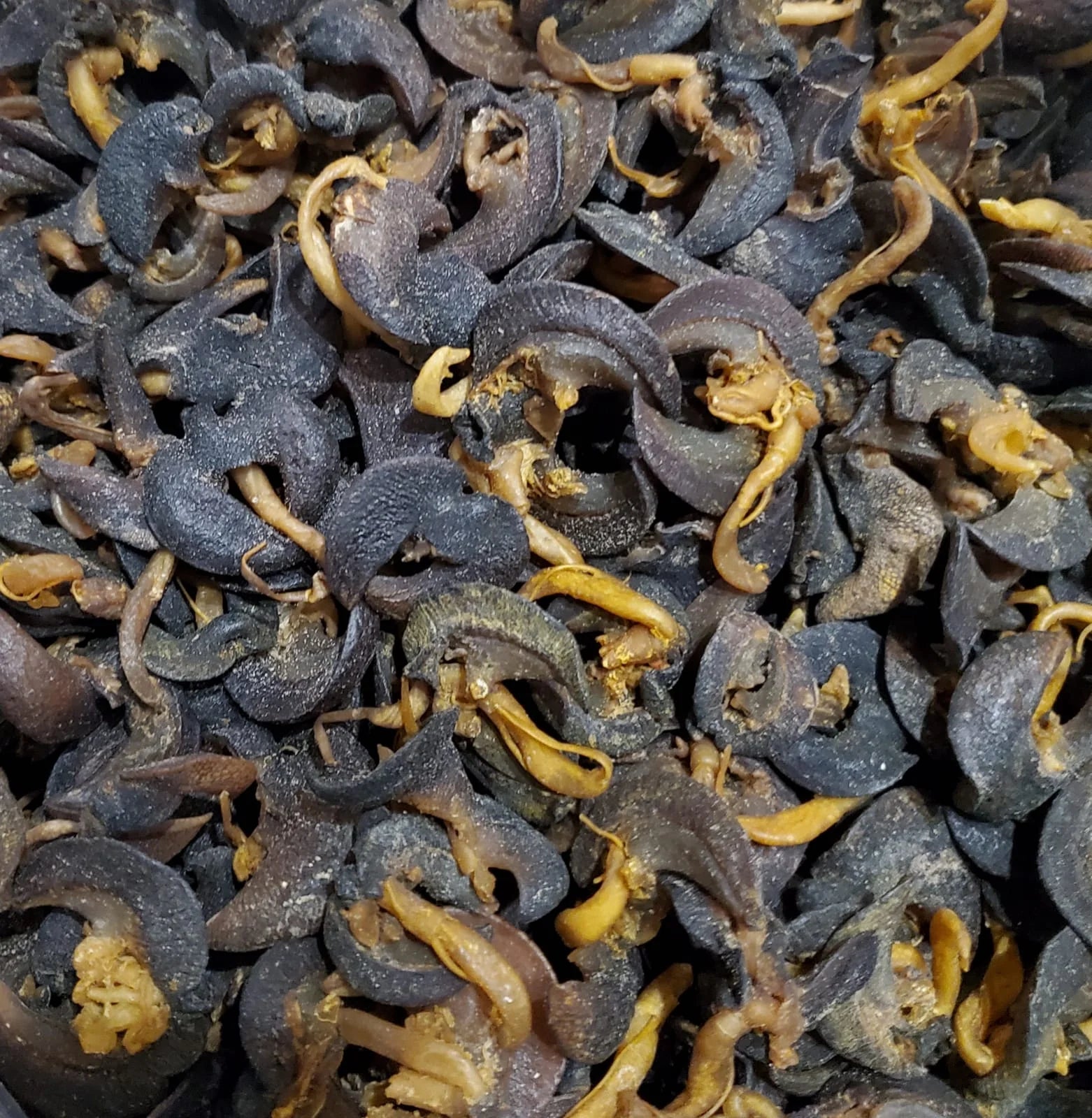 Premium African Dried Snails 250g – All-Natural, Wild-Caught, Hand-Cle ...